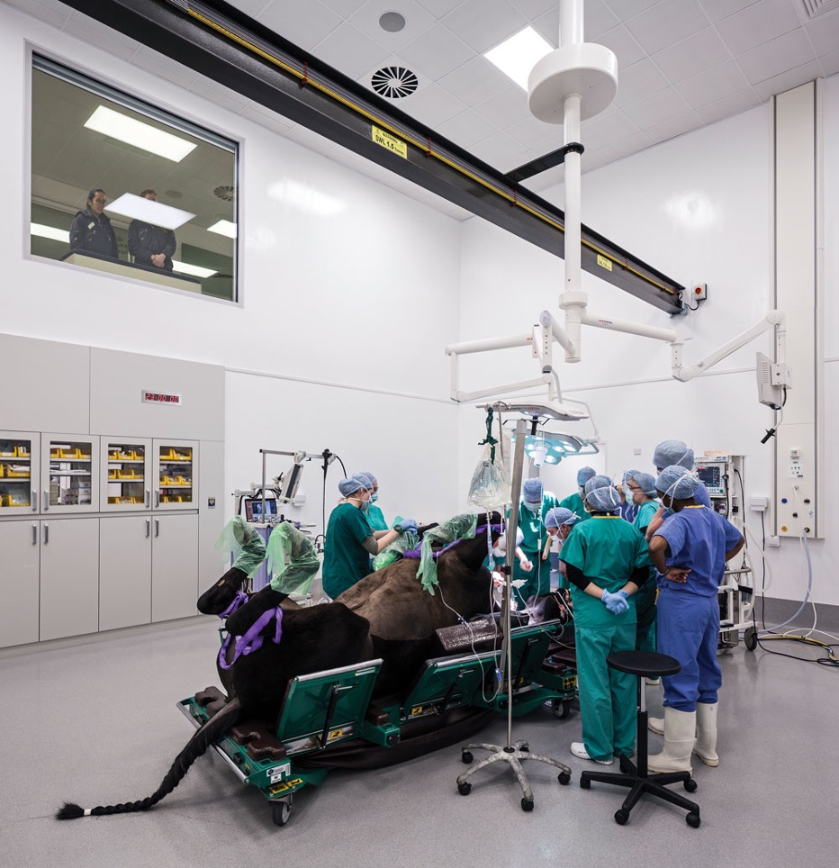 Specialist Equine Services | The Royal (Dick) School of Veterinary ...