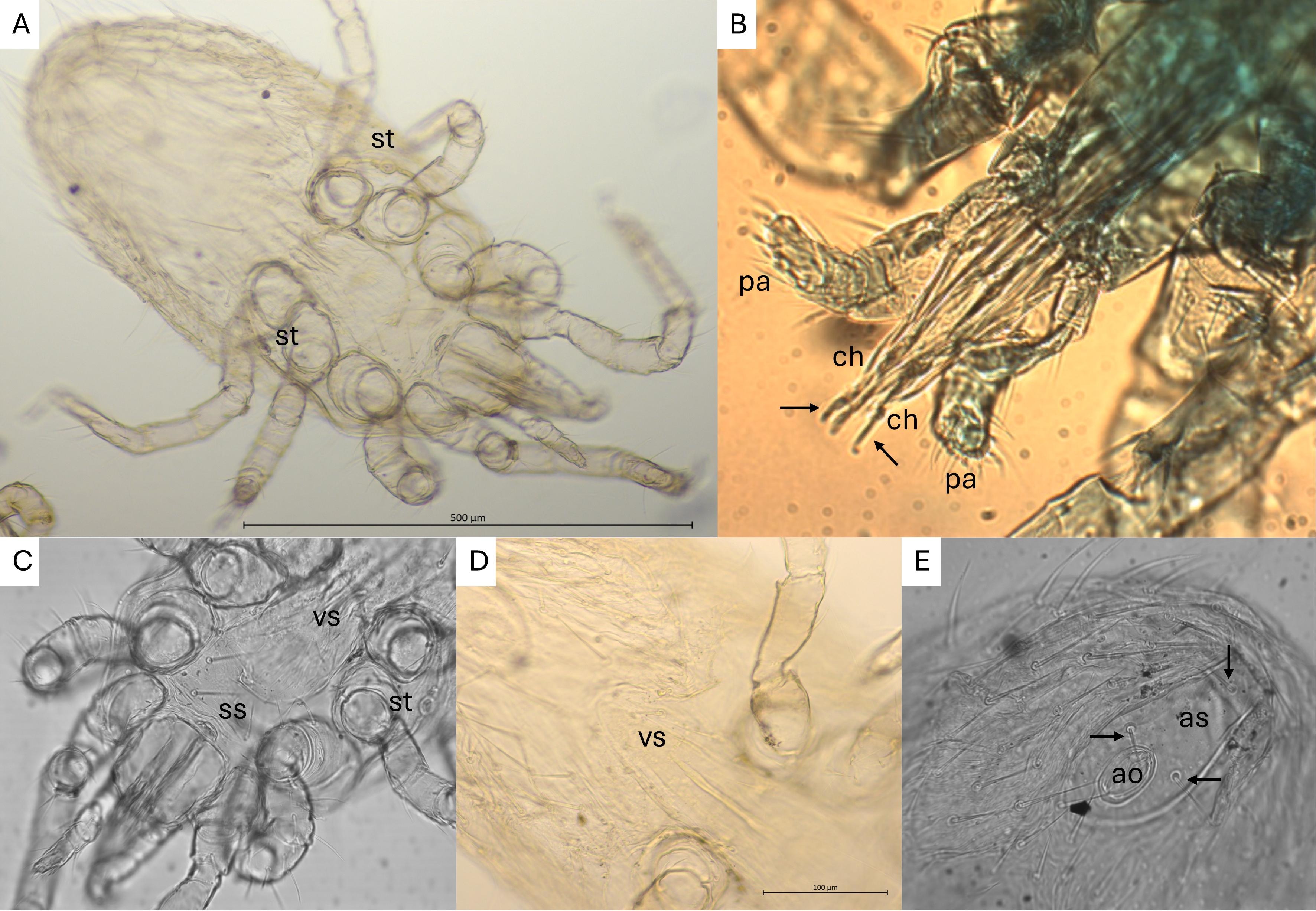 Students discover tropical mites in Scottish city | The Royal (Dick ...