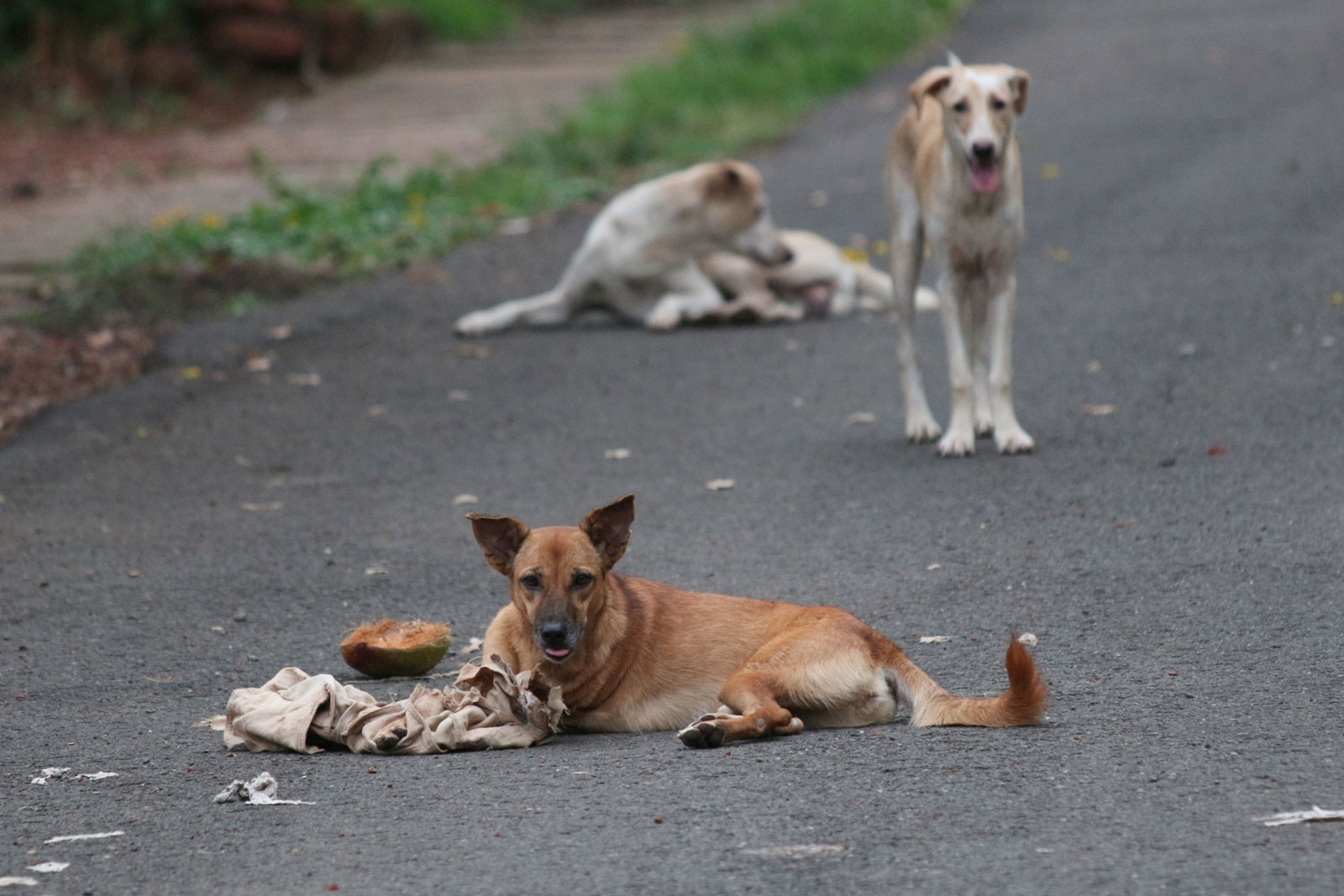 Small-scale neutering of strays has short-term benefits | The Royal ...