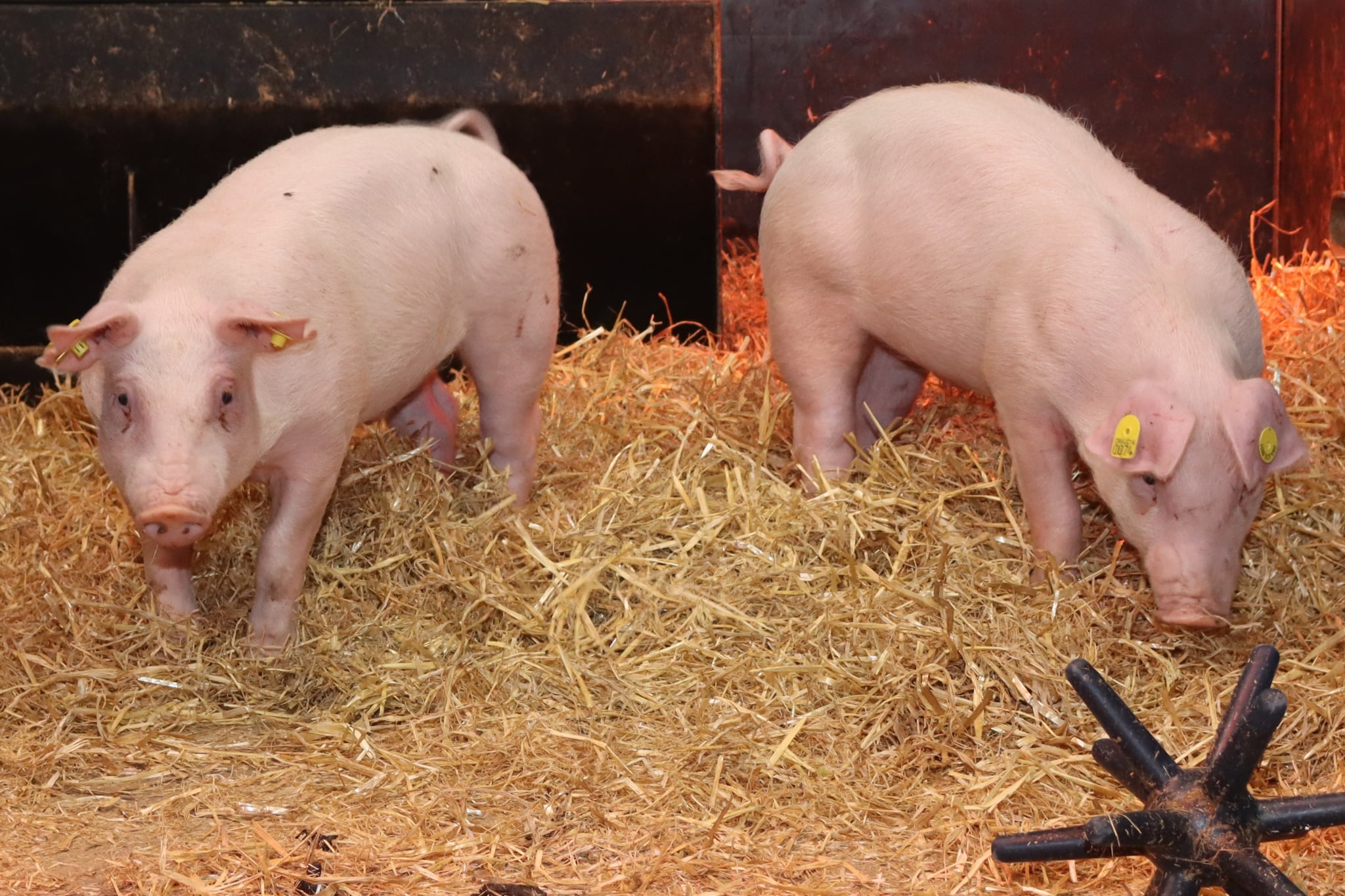 Pigs developed to be resistant to deadly virus | The Roslin Institute ...