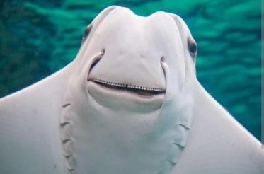 Global cownose ray population genetics | The Royal (Dick) School of ...