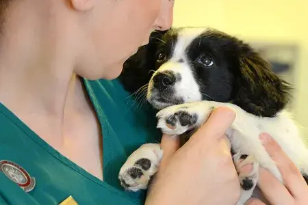 Featured activities: vet nursing | The Royal (Dick) School of ...