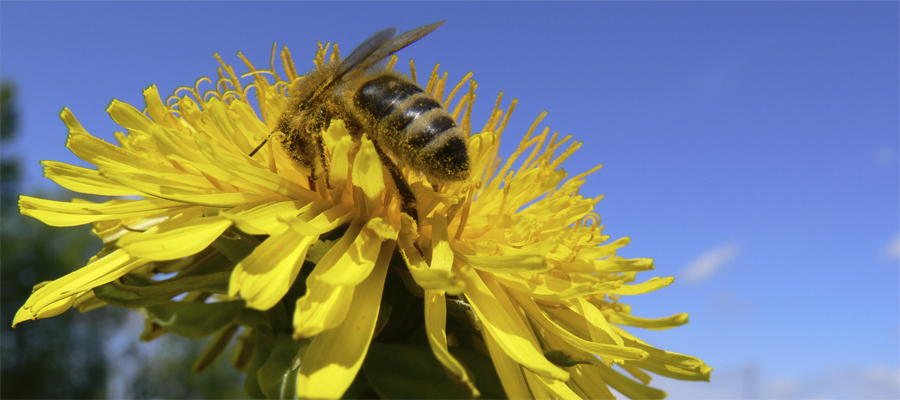 Bee Lab: Diagnosing the Health of Your Honey Bees | Easter Bush Science ...