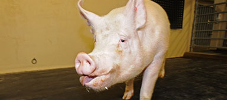 Gene-edited pigs to help spread desirable traits | The Roslin Institute ...