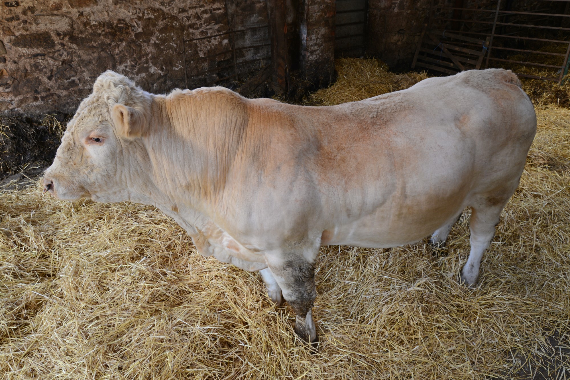 Livestock farms could benefit from genome editing | The Roslin ...