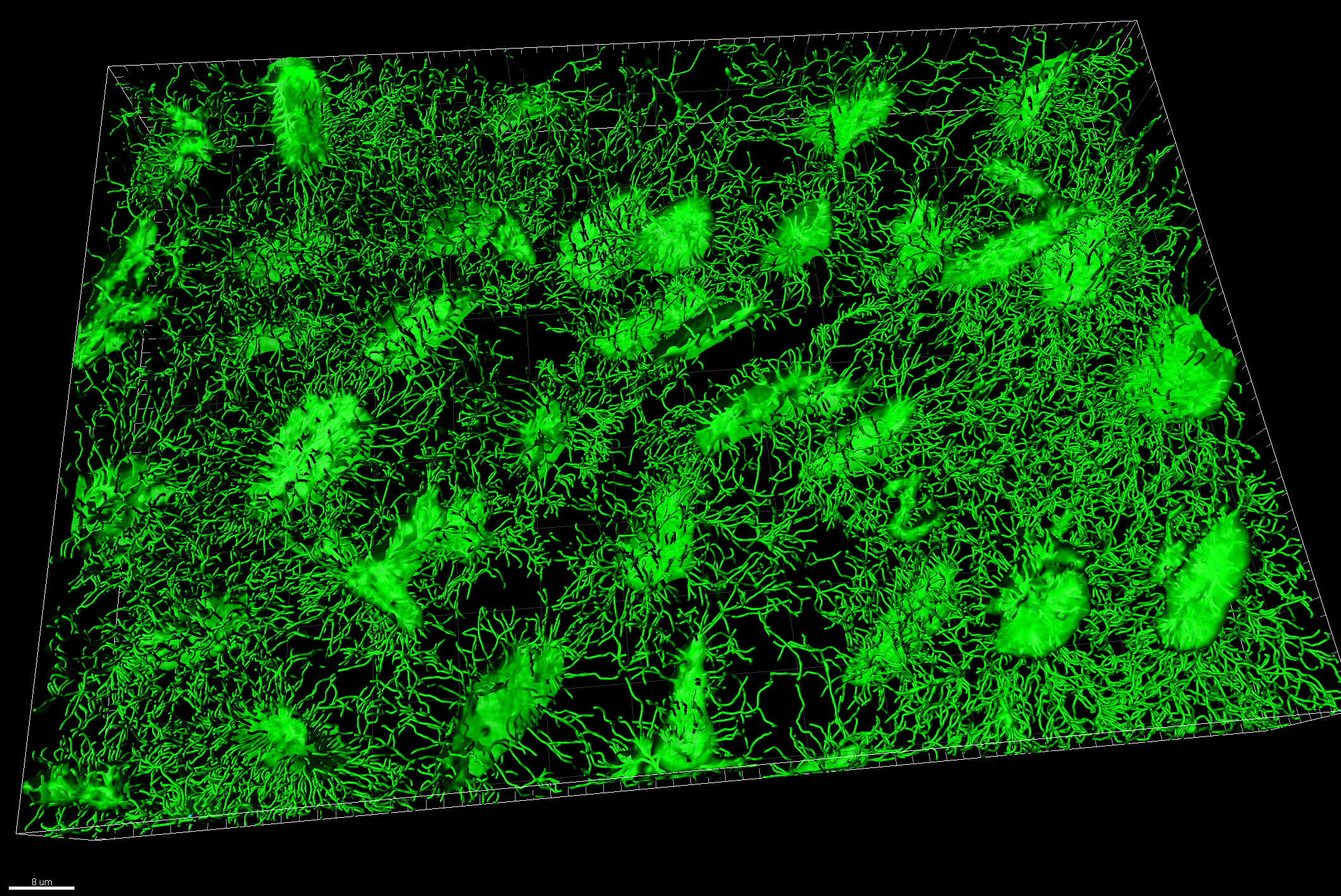 Live Cell Microscopy | The Roslin Institute | The Royal (Dick) School ...