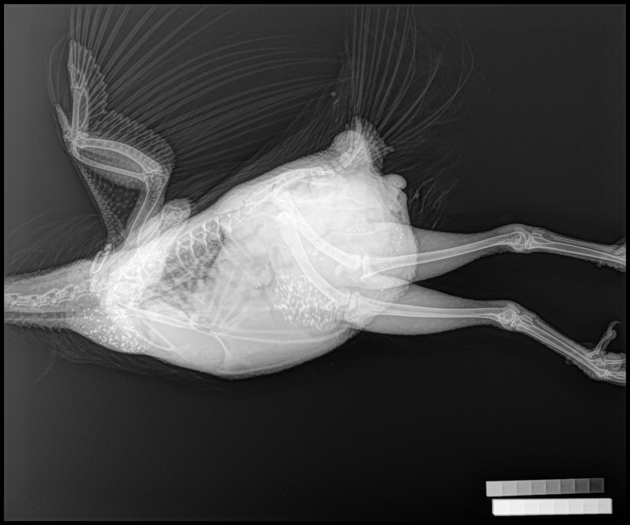 Radiography could transform poultry breeding | The Royal (Dick) School ...