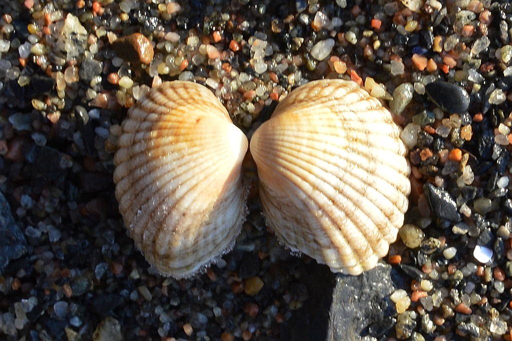 Cockle shell colour governed by region of DNA | The Royal (Dick) School ...