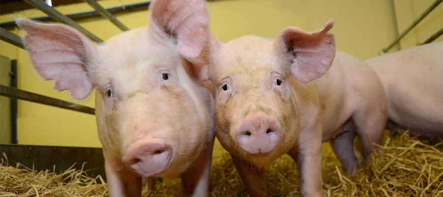 Animal welfare event focuses on emotions | The Roslin Institute | The ...