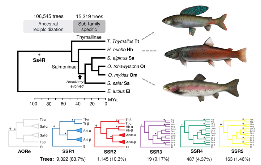 What lies beneath – the complexity of salmonid genomes revealed | The ...