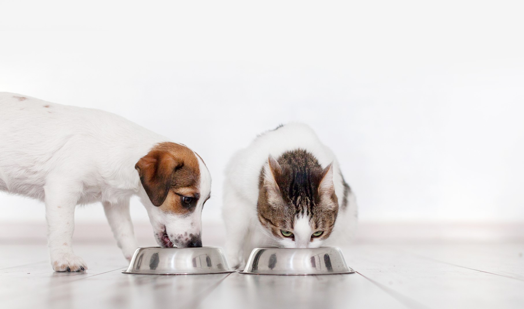 Behind the environmental impacts of pet foods | Global Agriculture and ...
