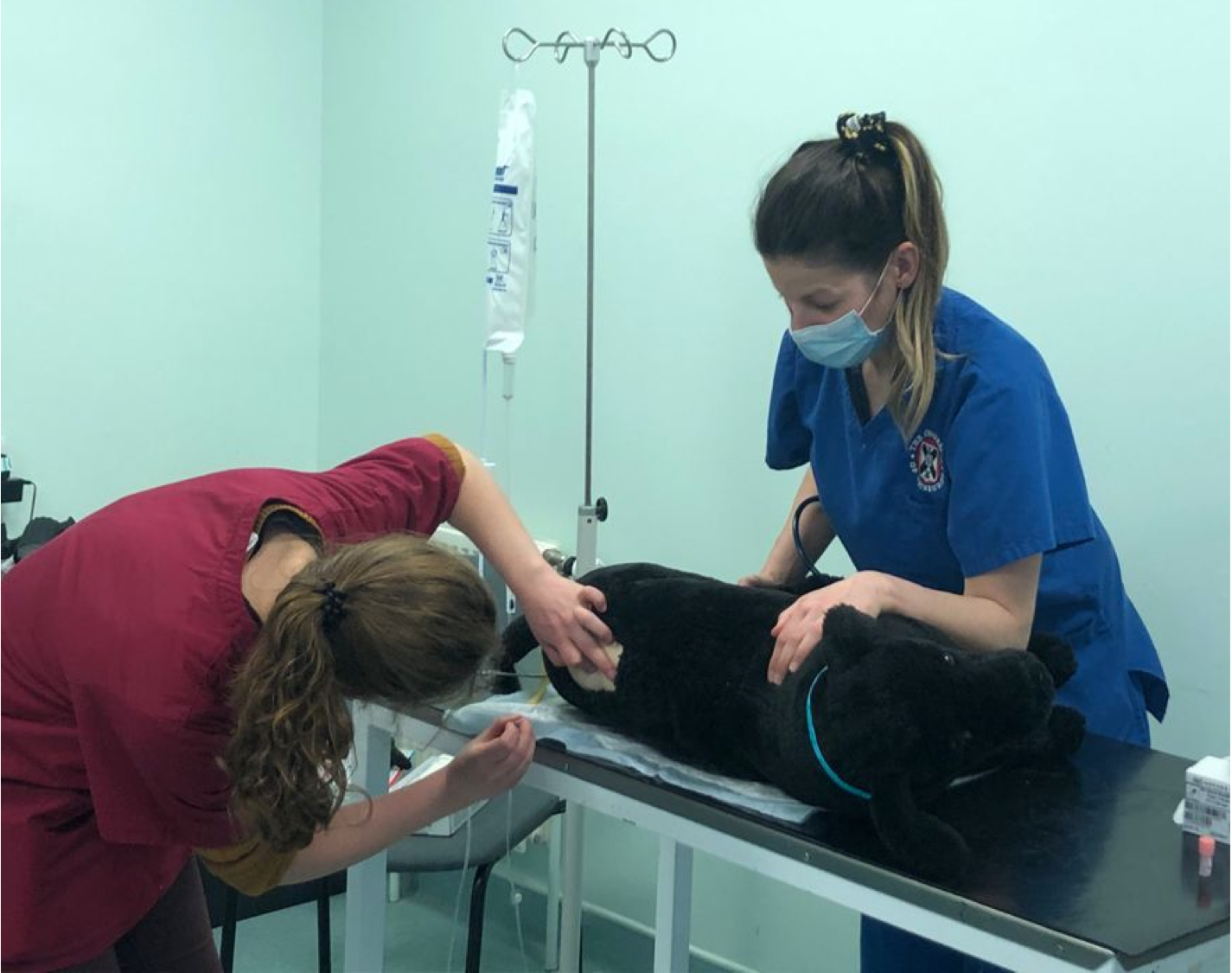 3D model helps vets learn to sample dog spinal fluid | The Royal (Dick ...