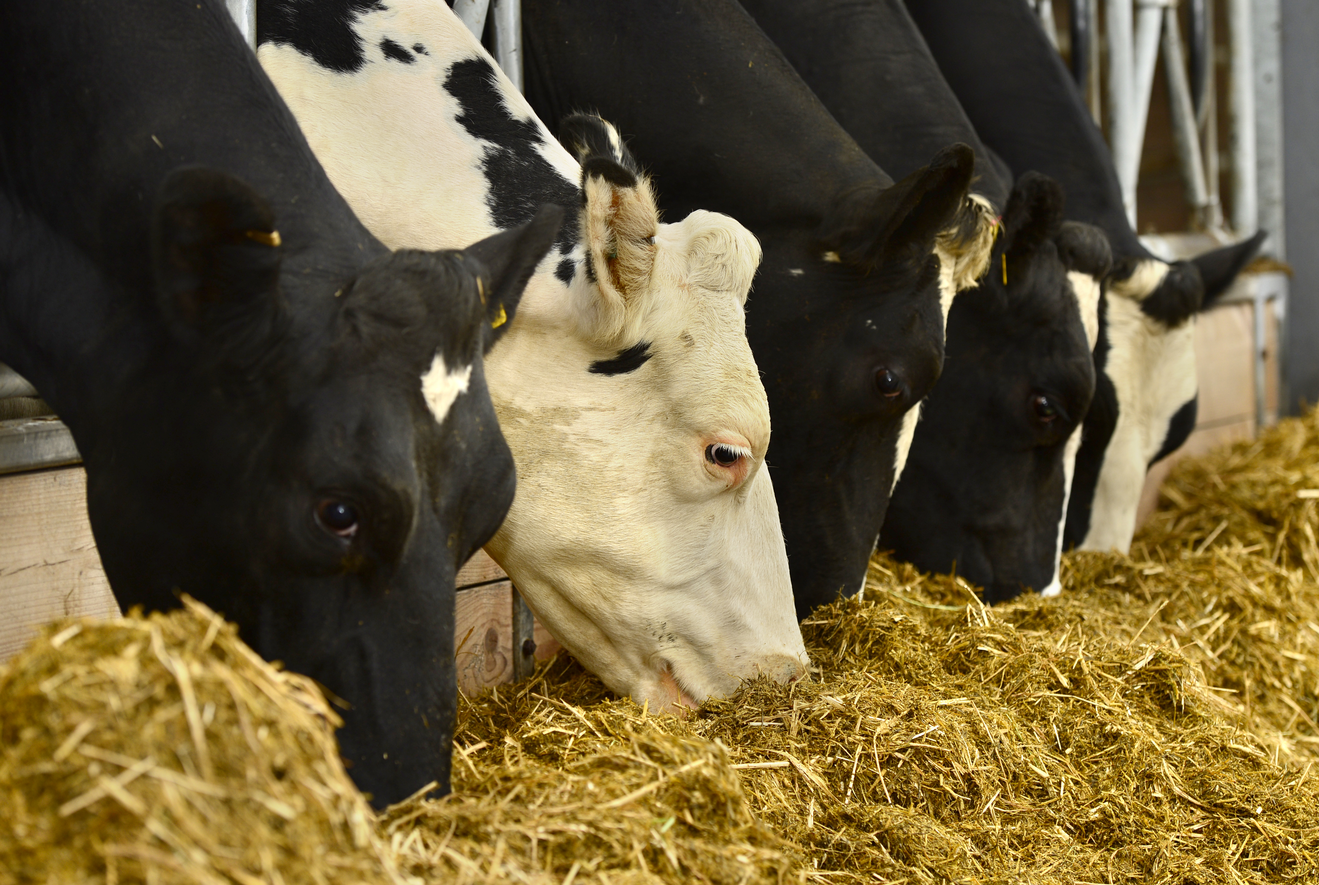 Future of livestock production in the spotlight | The Roslin Institute ...