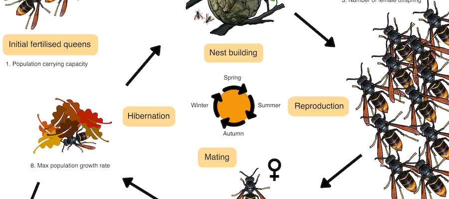 Modelling gene drives to suppress an asian hornet population | The ...