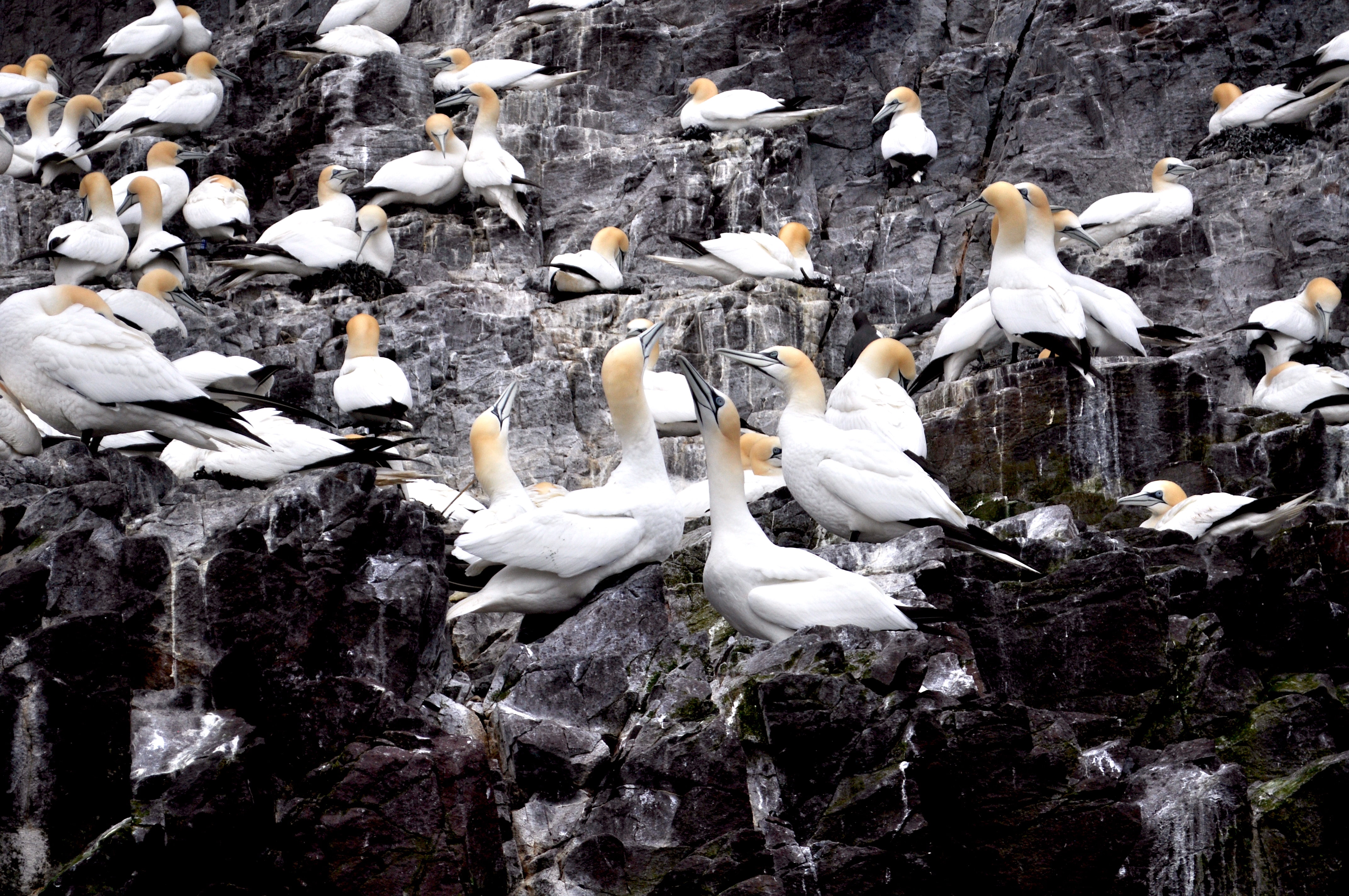 Severe bird flu season brings impetus to tackling virus | The Roslin ...