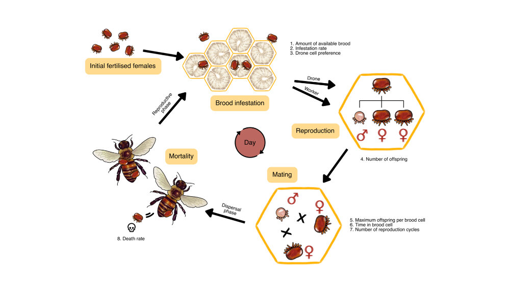Modelling gene drives to suppress a varroa population | The Roslin ...