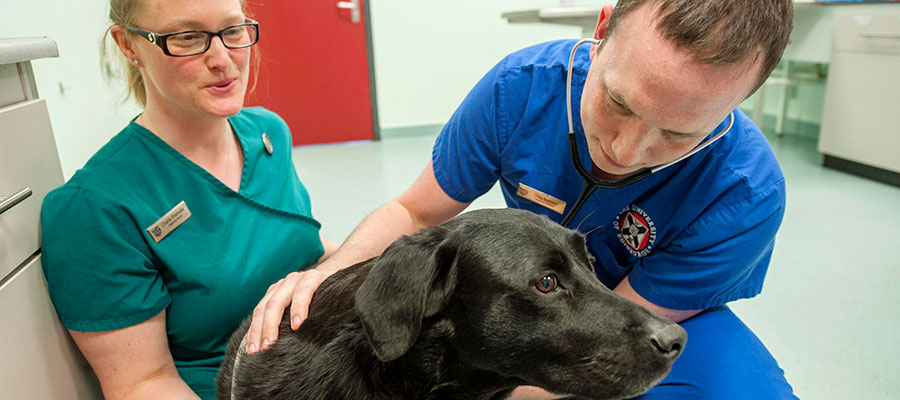 Package provided | The Royal (Dick) School of Veterinary Studies | The ...