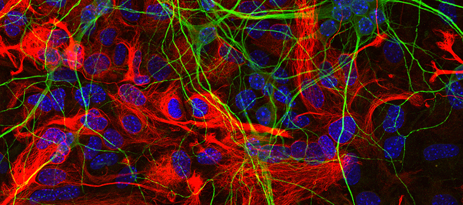 Bioimaging and Flow Cytometry | The Roslin Institute | The Royal (Dick ...
