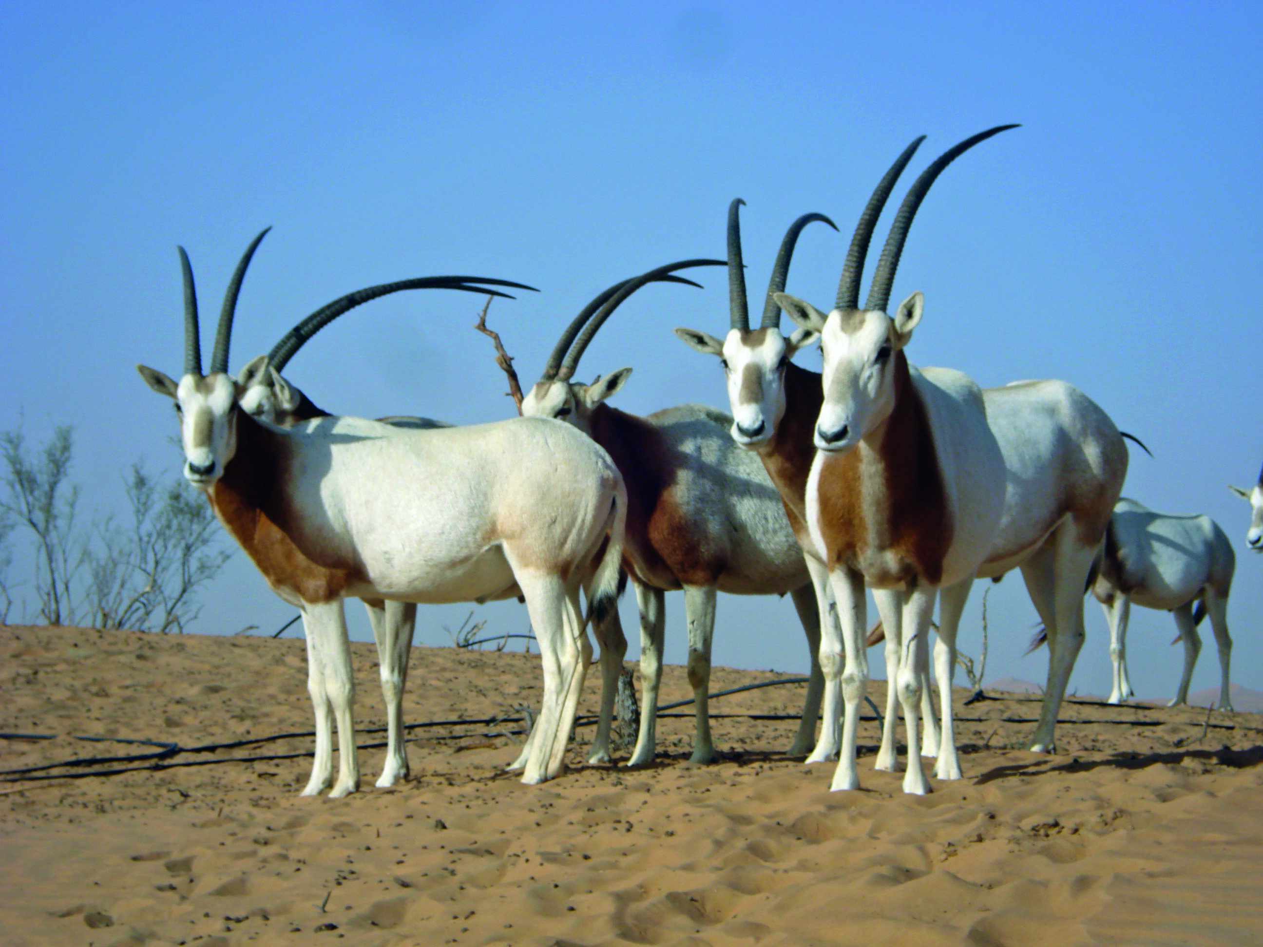 Oryx conservation genomics | The Royal (Dick) School of Veterinary ...