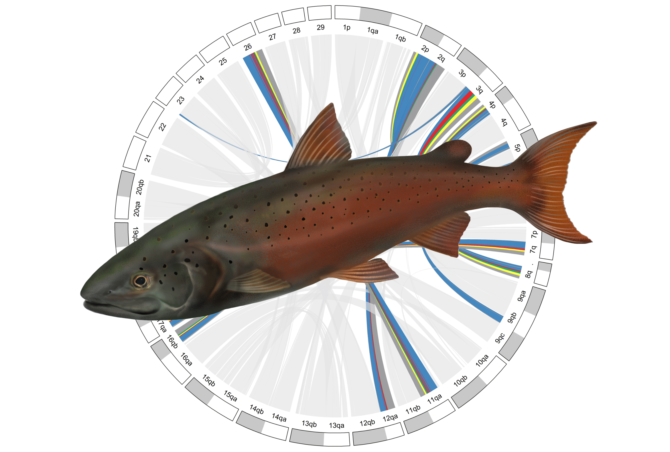 What lies beneath – the complexity of salmonid genomes revealed | The ...