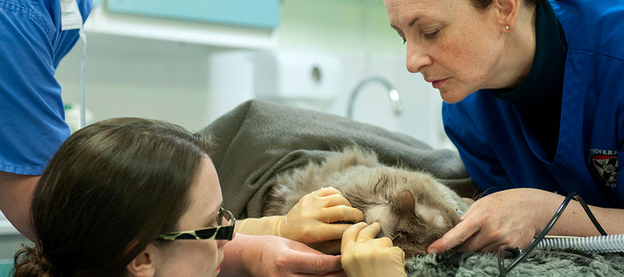 Neurology and Neurosurgery service | The Royal (Dick) School of ...