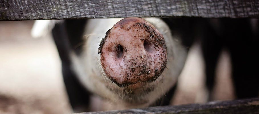 Genetics and breeding of global pig breeds in the era of mega-scale ...