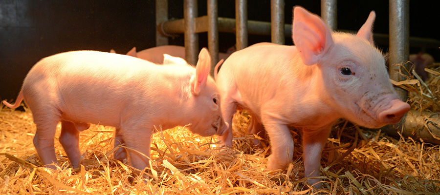 Novel method to monitor blood flow in pregnant pigs | The Roslin ...