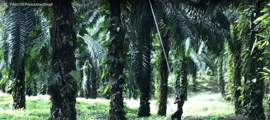 Palm Oil Production Film | Global Agriculture and Food Systems | The ...