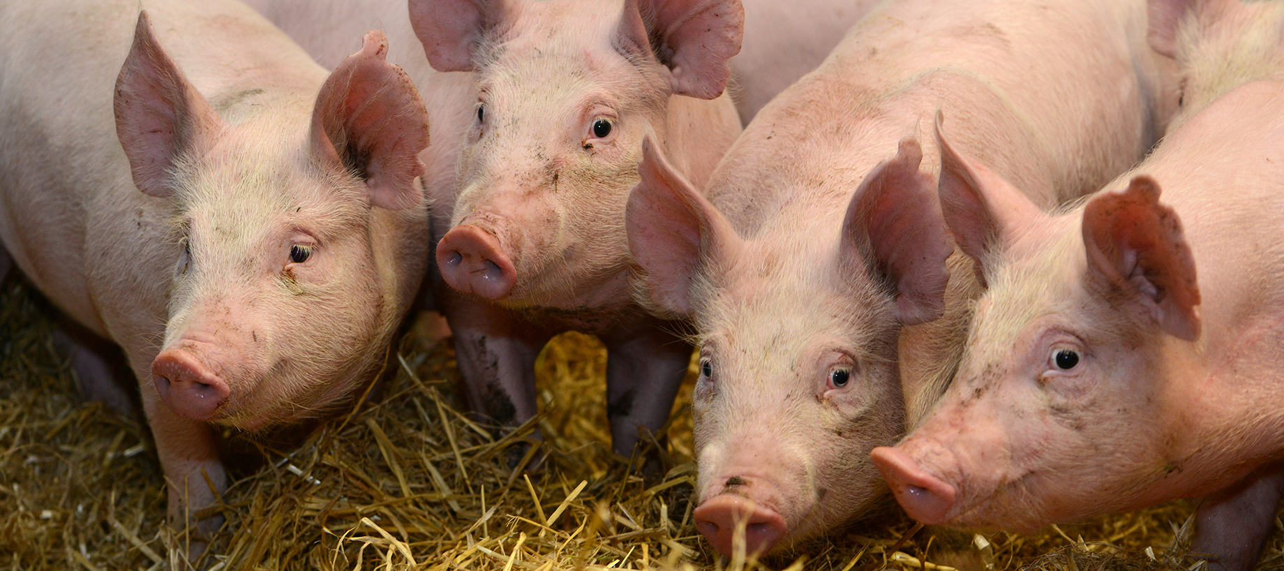 Engineering pigs that are genetically resistant to the Porcine ...