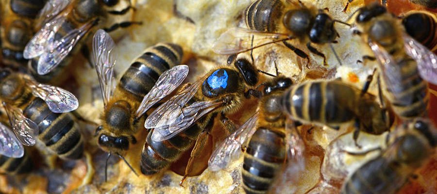 Gene study boosts bid to keep British bees safe from disease | The ...