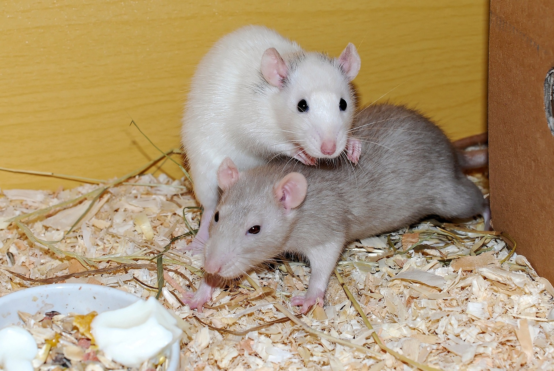 Good moods found to be infectious among rodents | The Roslin Institute ...