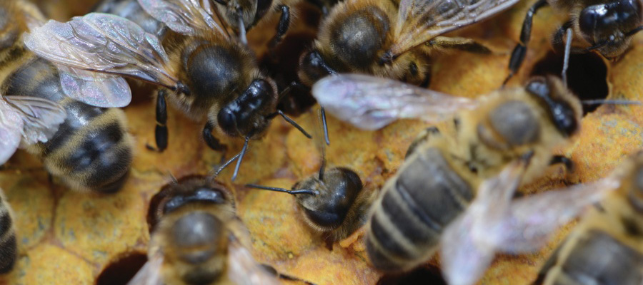 How genetics could help our honey bees | The Roslin Institute | The ...
