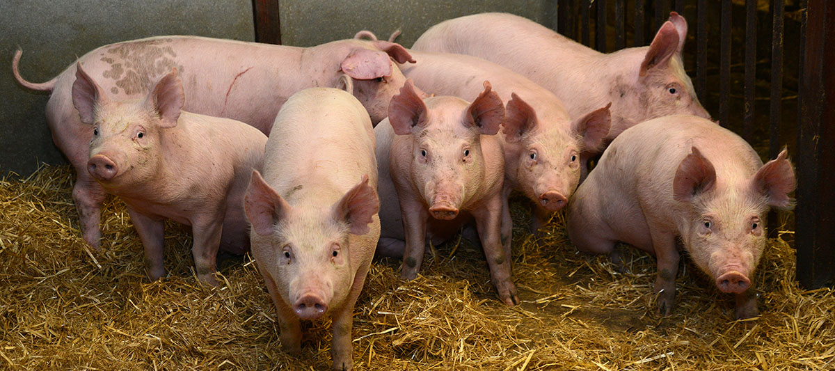 £1.1m award studies zinc oxide ban in pig diet | The Royal (Dick ...