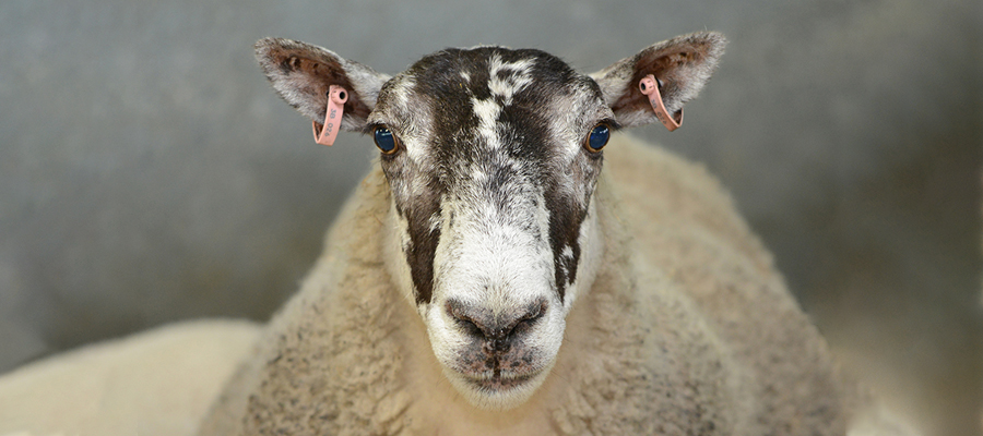 Sheep study lends insight into gene variation | The Roslin Institute ...