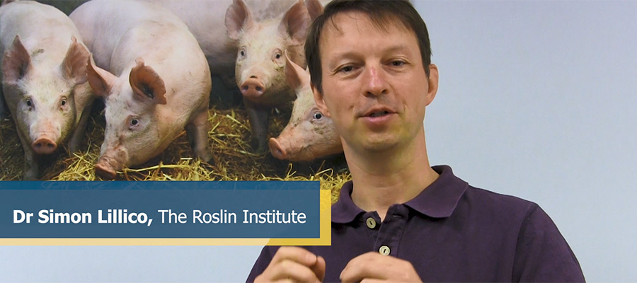 New video: Dr Simon Lillico on uses of gene editing | The Roslin Institute | The Royal (Dick ...