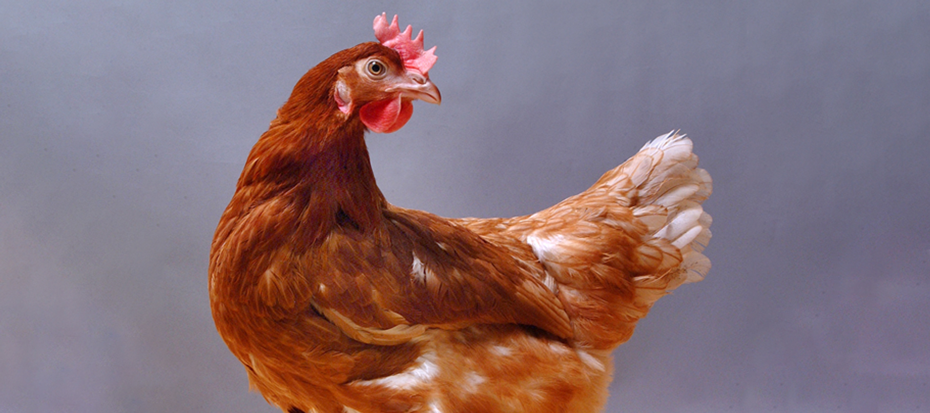 Test offers fast insight into chicken immunity | The Roslin Institute ...