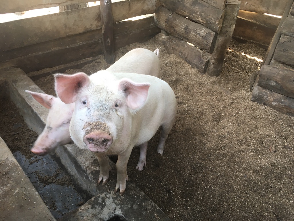 African swine fever | The Roslin Institute | The Royal (Dick) School of ...