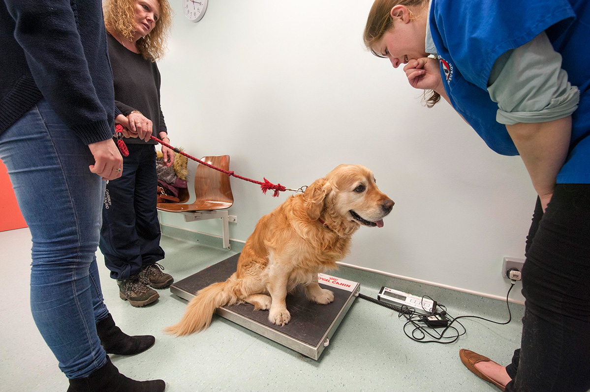 Condition score system identifies likely outcomes for dogs | The Royal ...