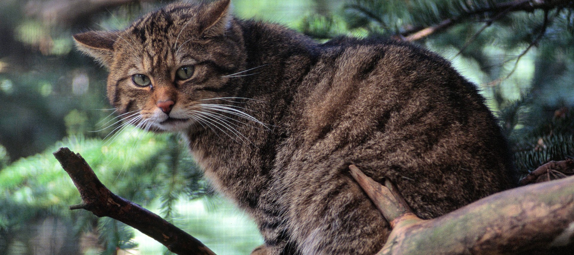 Wildcat conservation plans informed by expert collaboration | The Royal ...