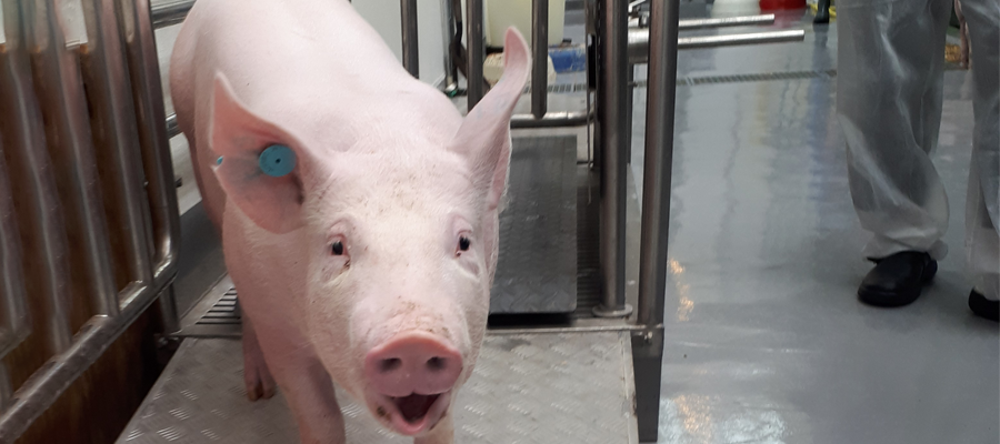 Pig studies aim to inform dementia treatments | The Roslin Institute ...